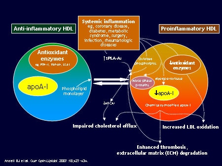 Modifying Abnormal HDL Activity in Patients with Coronary Heart Disease ...