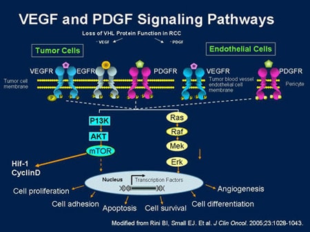 Targeted Therapies in Advanced Renal Cell Carcinoma (Slides With ...