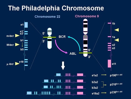 New Advances in the Treatment of Chronic Myelogenous Leukemia (Slides ...