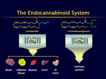 The Endocannabinoid System: A Novel Pathway in the Pathophysiology of Obesity (Slides With ...