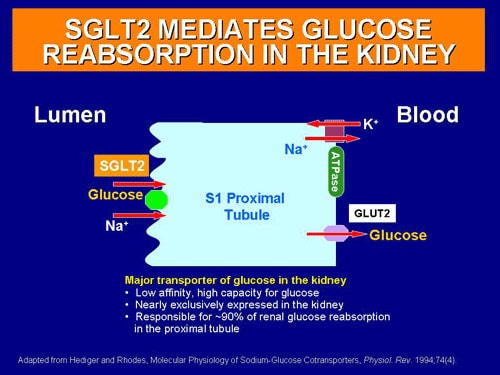 Pharmacotherapeutic SGLT2 Inhibition--Improve Glycemic Control (Transcript)
