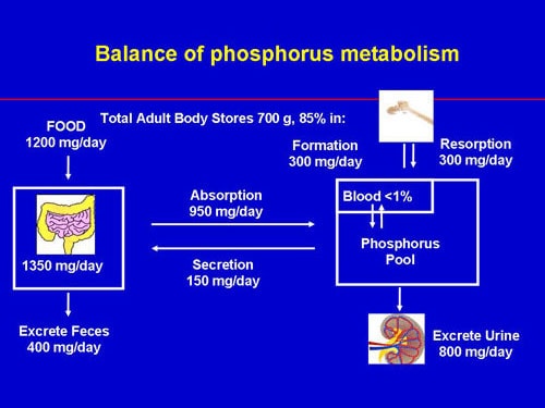 Managing Phosphorus in Chronic Kidney Disease (Slides With Transcript)