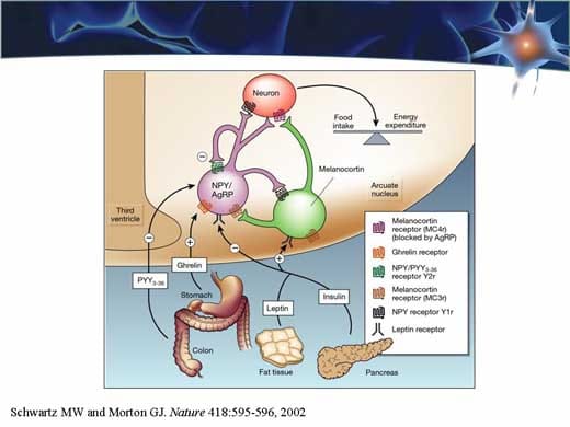 Neurohormonal Regulation of Energy Balance (Slides with Transcript)
