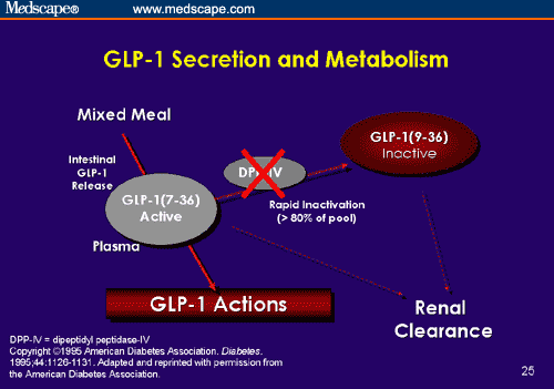 Clinical Effects of the Incretin Hormones in Type 2 Diabetes (Archived ...