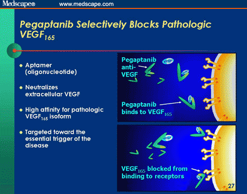 Evaluating the Options for the Treatment of AMD