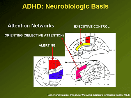 The Evolving Face of ADHD: From Adolescence to Adulthood