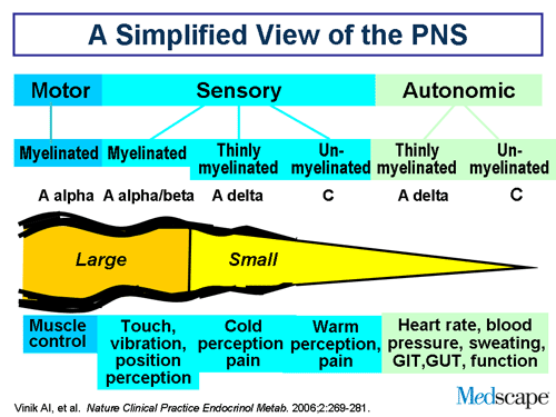 The Evolution of the Diagnosis and Management of Painful Diabetic ...
