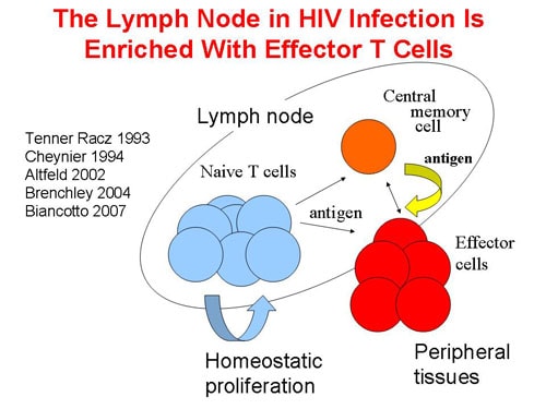 HIV Pathogenesis (Slides With Transcript)