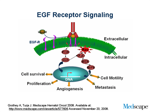 Markers of Response to EGF Receptor Inhibitors (Slides with Transcript)