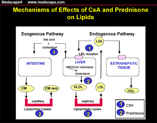 Hyperlipidemia After Solid Organ Transplantation