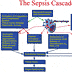 Linking the Sepsis Triad to Infants - Page 4