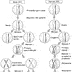 Recognizing the Clinical Features of Trisomy 13 Syndrome - Page 2