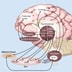 Hypothalamic Regulation of Appetite