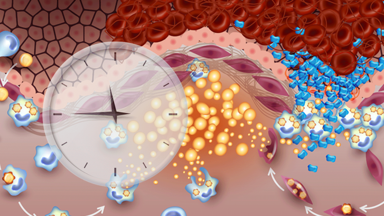 Aggrastat (tirofiban) dosing, indications, interactions, adverse ...