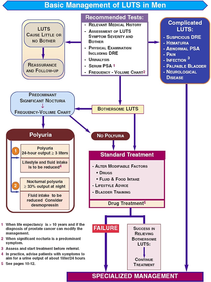 Diagnosis and Management of the Male Patient With LUTS