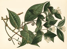 Plants That Can Poison, Harm, or Kill - Page 8