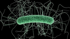 Dificid (fidaxomicin) dosing, indications, interactions, adverse ...