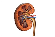 Simulect (basiliximab) dosing, indications, interactions, adverse ...