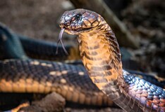 Disseminated Intravascular Coagulation Workup: Approach Considerations ...