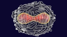 Tembexa (brincidofovir) dosing, indications, interactions, adverse ...