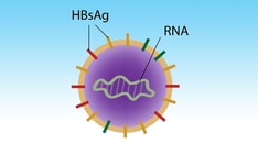 Hepcludex (bulevirtide) dosing, indications, interactions, adverse ...