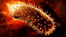 Imovax Rabies, HDCV (rabies vaccine), dosing, indications, interactions ...