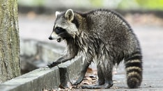 Imovax Rabies, HDCV (rabies vaccine), dosing, indications, interactions ...