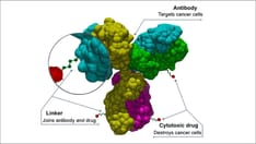 Enhertu (trastuzumab deruxtecan) dosing, indications, interactions ...