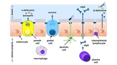 enterobacteriaceae spp