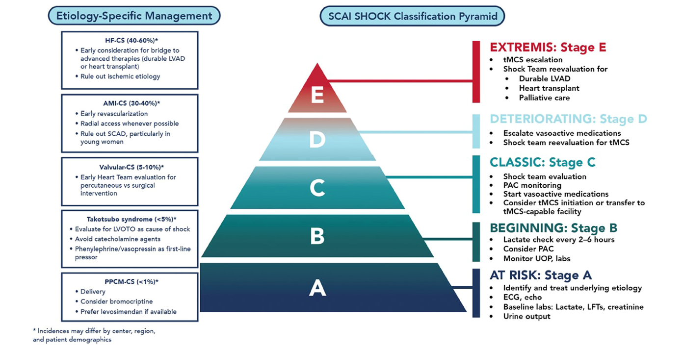 Cardiogenic Shock, Women: SCAI/EAPCI/ACVC