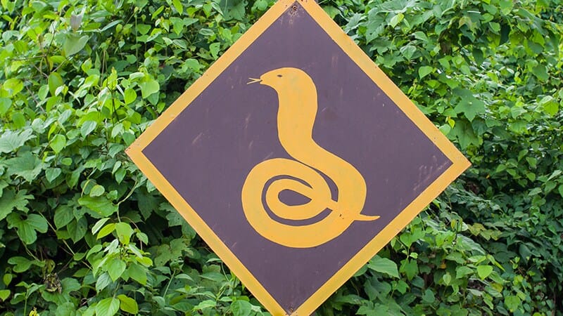 Fast Five Quiz: Snakebites