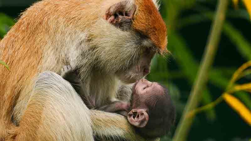 How Ancient Is Primate Kissing? Oxford Study Reveals