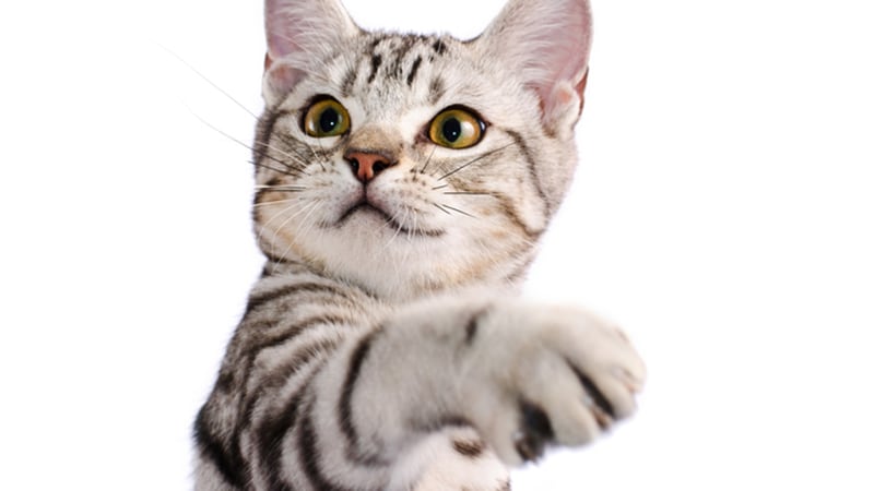 Maladie des griffes de chat : parfois plus qu’une infection locale