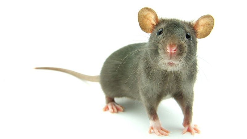 Vers une meilleure caractérisation du VHE du rat transmissible à l’homme