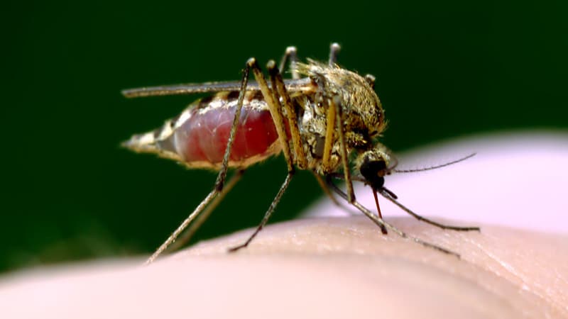 Travel health: Keeping Up to Date With The Risks of Insect-Borne Disease