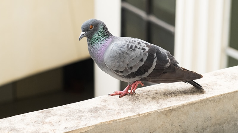 Pigeon Infection Prompts Glasgow Hospital Design Review