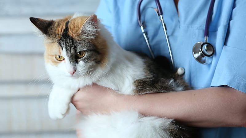 Le patient aux sept vies