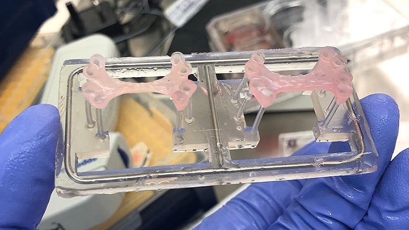 'Beating' Heart Patch Set for Human Trials