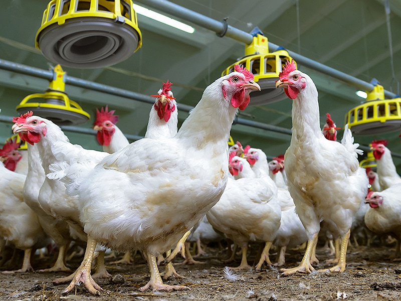 Chicken Cull After Suffolk Bird Flu Outbreak