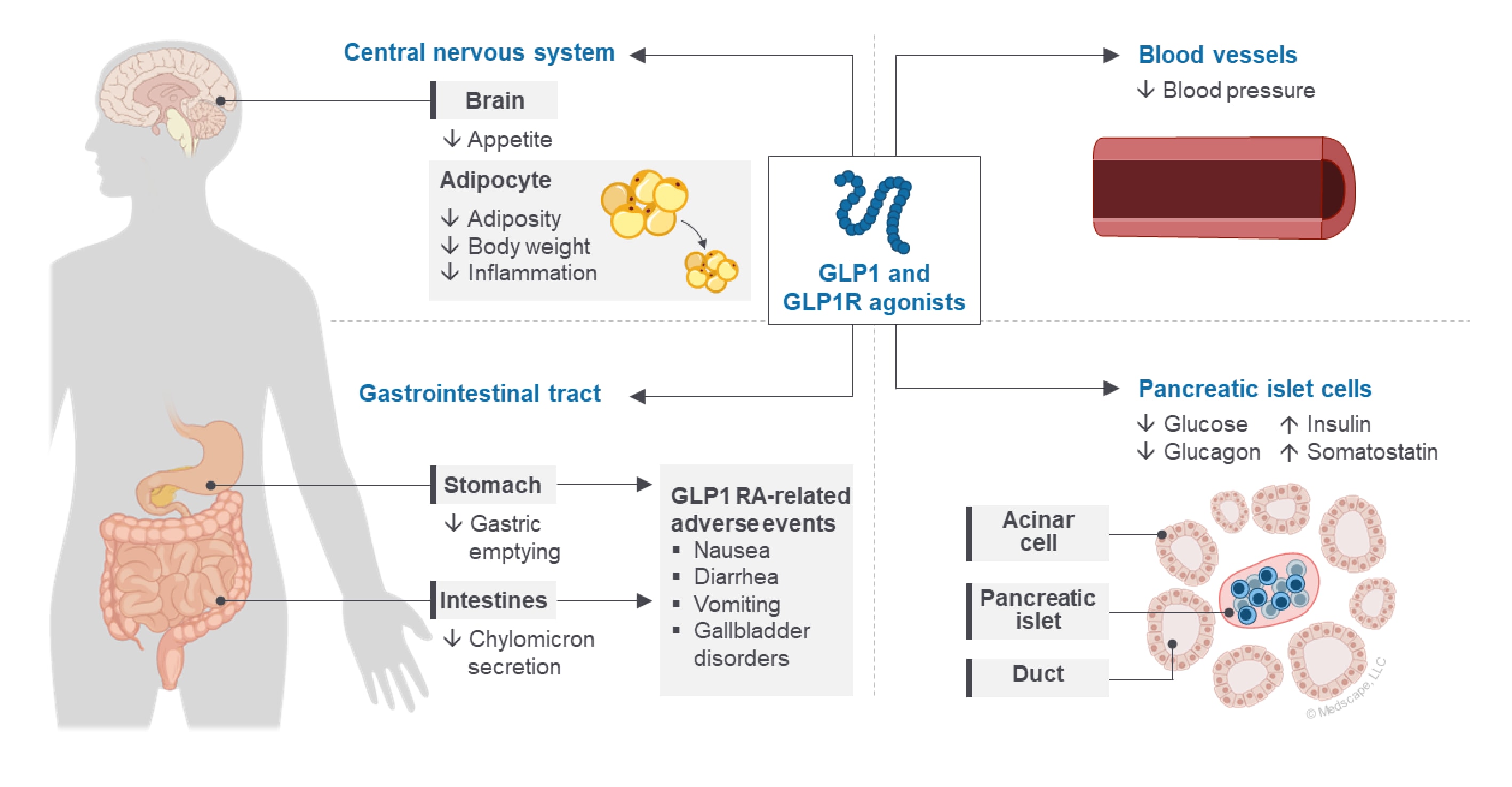 Mechanisms of Action of GLP-1 RAs