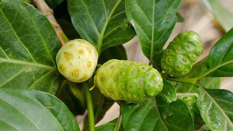 Morinda citrifolia (Noni) Tree: Many Names, Even More Applications ...