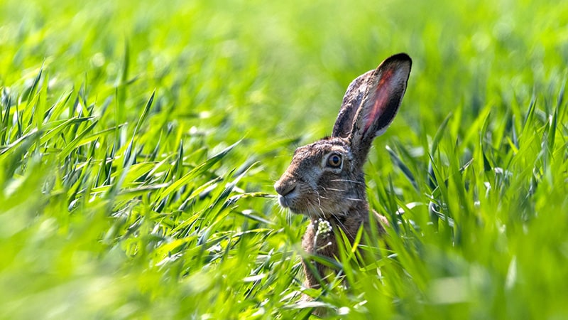 Quiz : 5 questions sur la tularémie