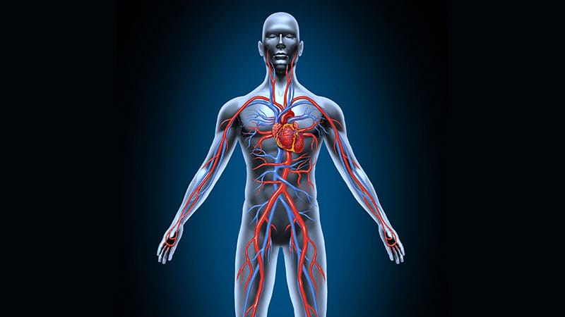 Voir un organe en 4D : un rêve qui devient réalité