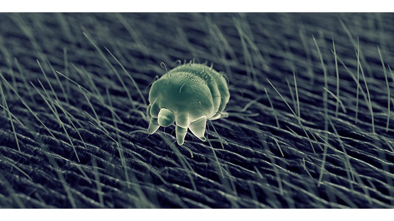 Skin Diseases Among Top Global Causes of Disability