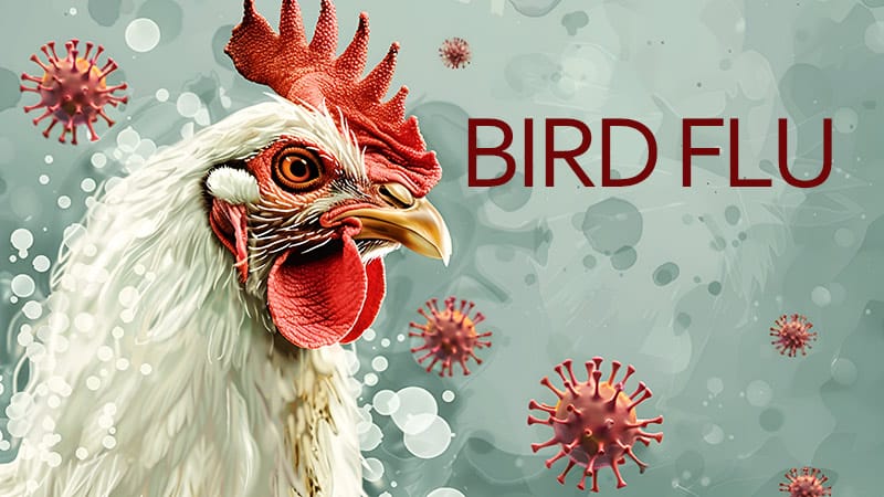 Bird Flu: What Infectious Disease Physicians Need to Know
