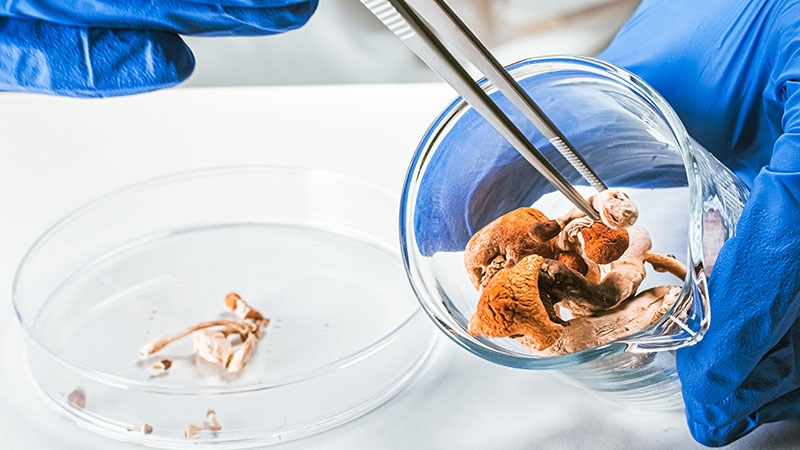 Loosen Rules on Psilocybin to Bolster Mental Health Treatments, MPs Urge