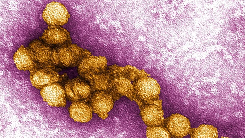 Study Finds Risk Factors for West Nile Neuroinvasive Disease