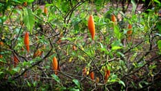 Ibogaine: Federal Policy Push Meets Safety Concerns